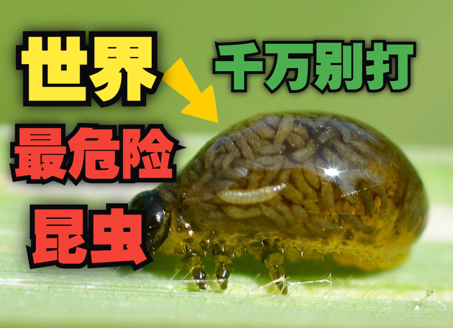 世界上最危险的10种昆虫,第一名碰一下直接要命,你都知道几个?