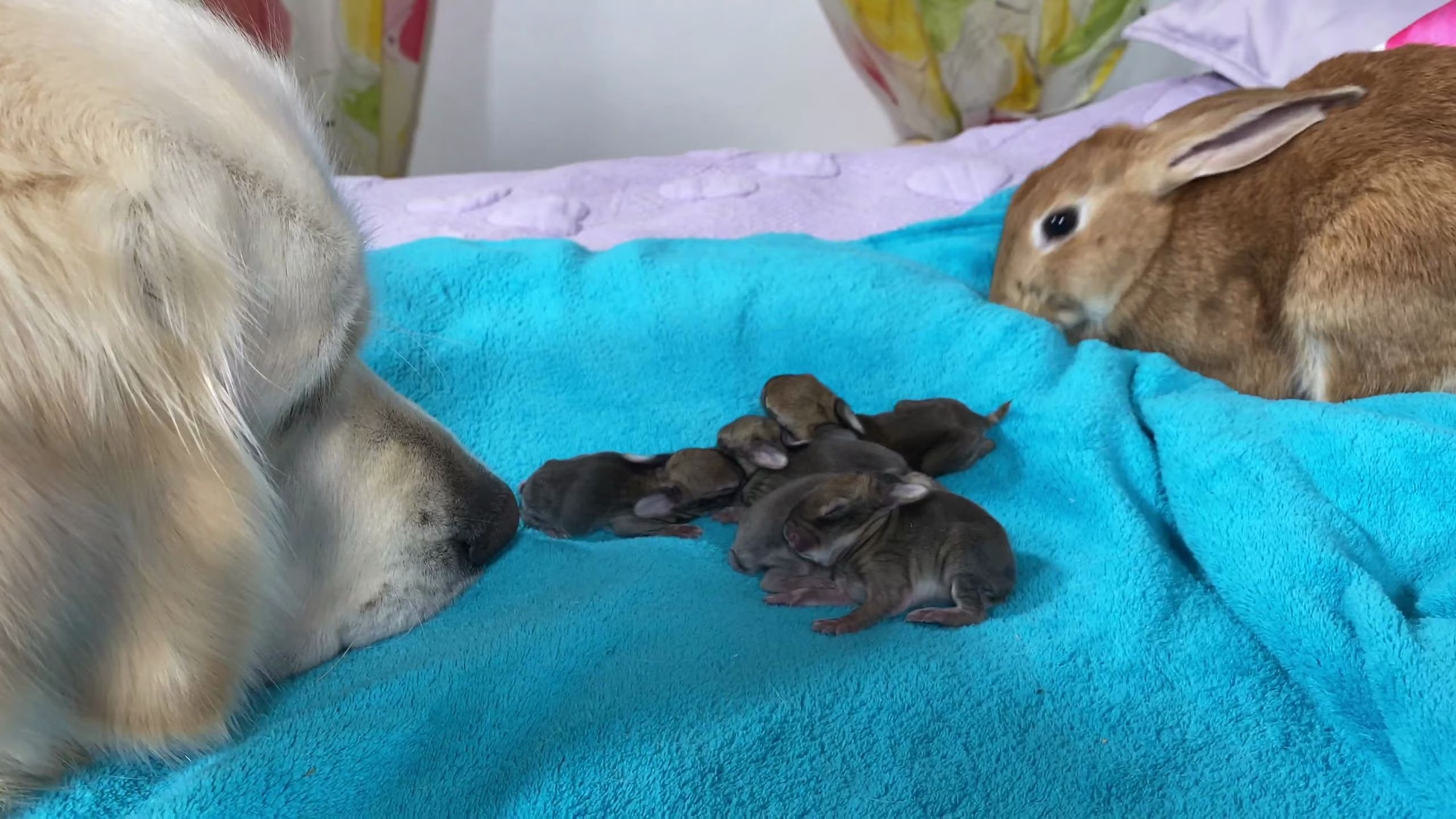 金毛猎犬和5天大的小兔子 - TiB