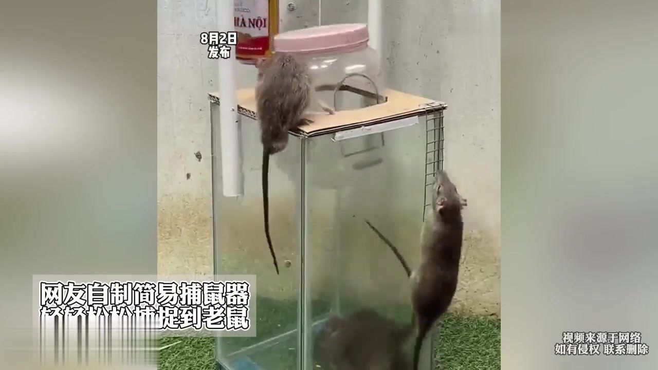 网友自制简易捕鼠器轻轻松松捕捉到老鼠