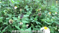 农民最讨厌的“鬼针草”,却是不知其有大作用!
