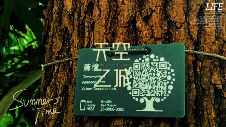 闲暇时光,偶遇香樟树。