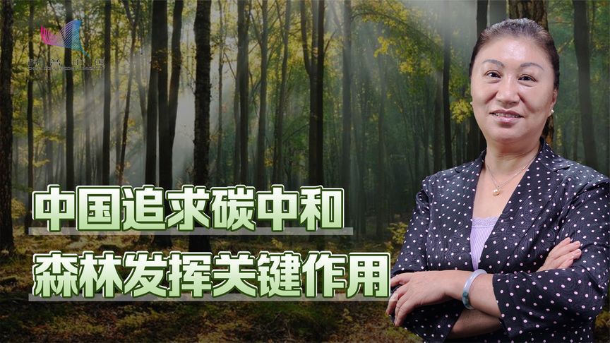 林业对"双碳"有何贡献?中国的林业碳汇潜力有多大?