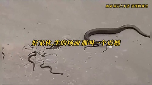 热爱自然的博主亲历:奇妙动物世界中,辣条竟然孕育出小蛇!