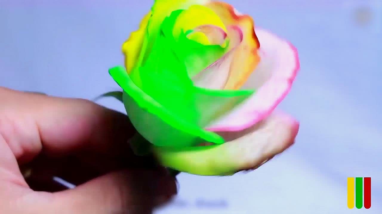 最近这视频火了,终于知道七彩玫瑰是怎么长出来的了