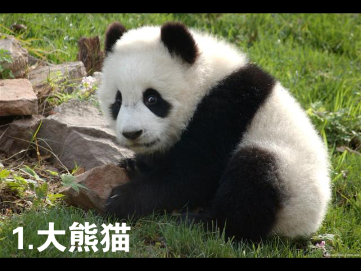 中国十大珍稀动物,看看你知道几种吧1