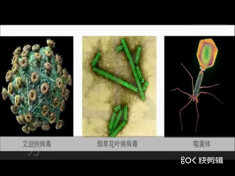 小苹果版八年级上册生物复习