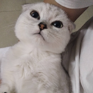 小裤裆X 