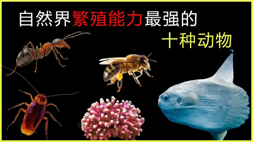 自然界繁殖能力最强的10种动物,”四害“上榜,第8位让人惊叹