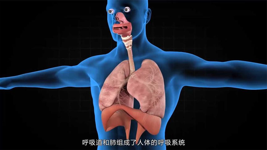 医维度3D人体解剖九大系统之呼吸系统