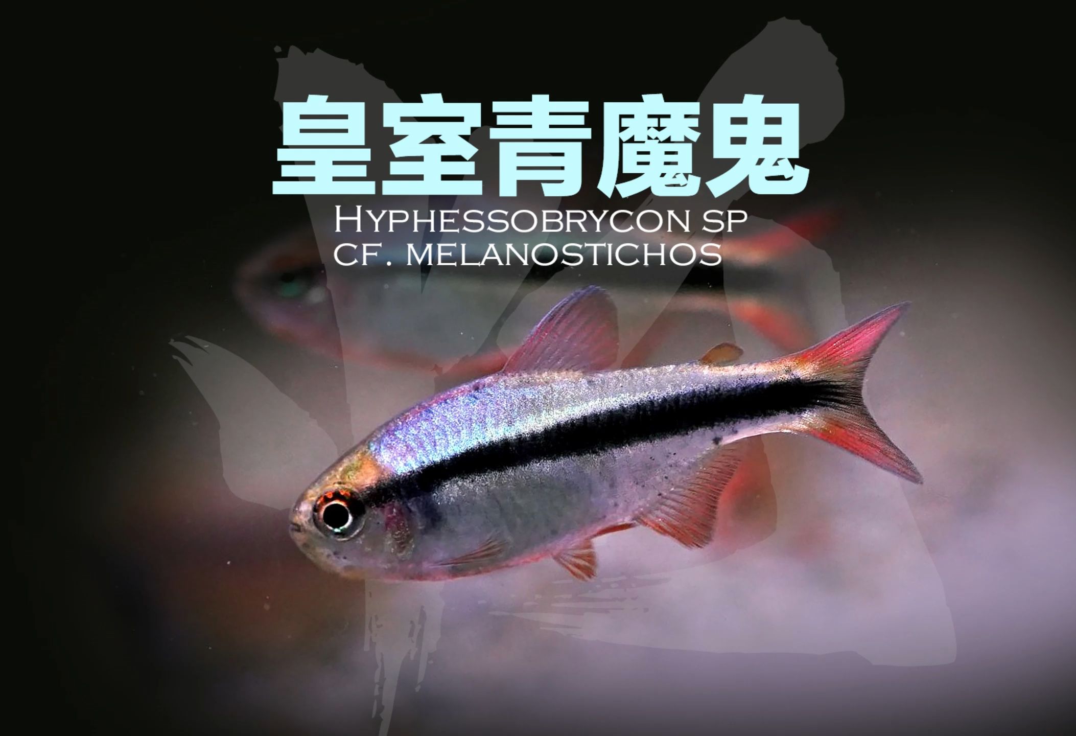 皇室青魔鬼-Hyphessobrycon sp. cf. melanostichos