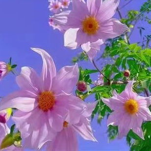 学而思小初高资料库 