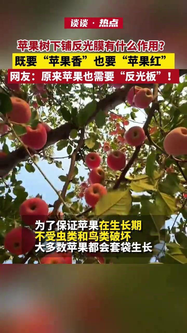 #苹果树下铺反光膜有什么作用为了保证苹果在生长期不受虫类和鸟类...
