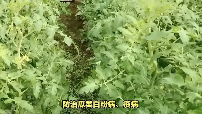 多菌灵该怎么使用,有什么方法和注意事项