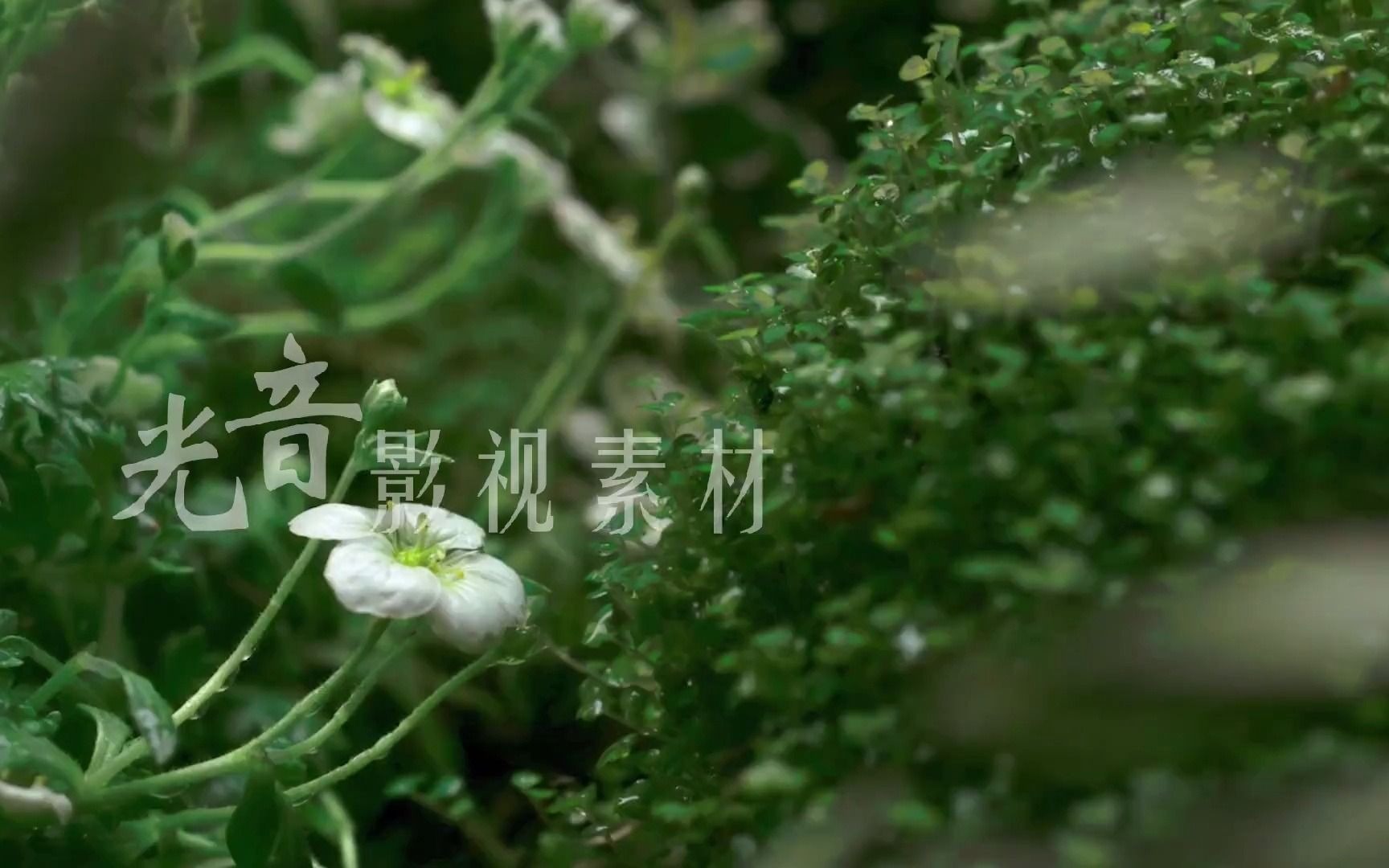 花草植物生长瞬间 生长 生命力 延时 花开 宣传片视频素材