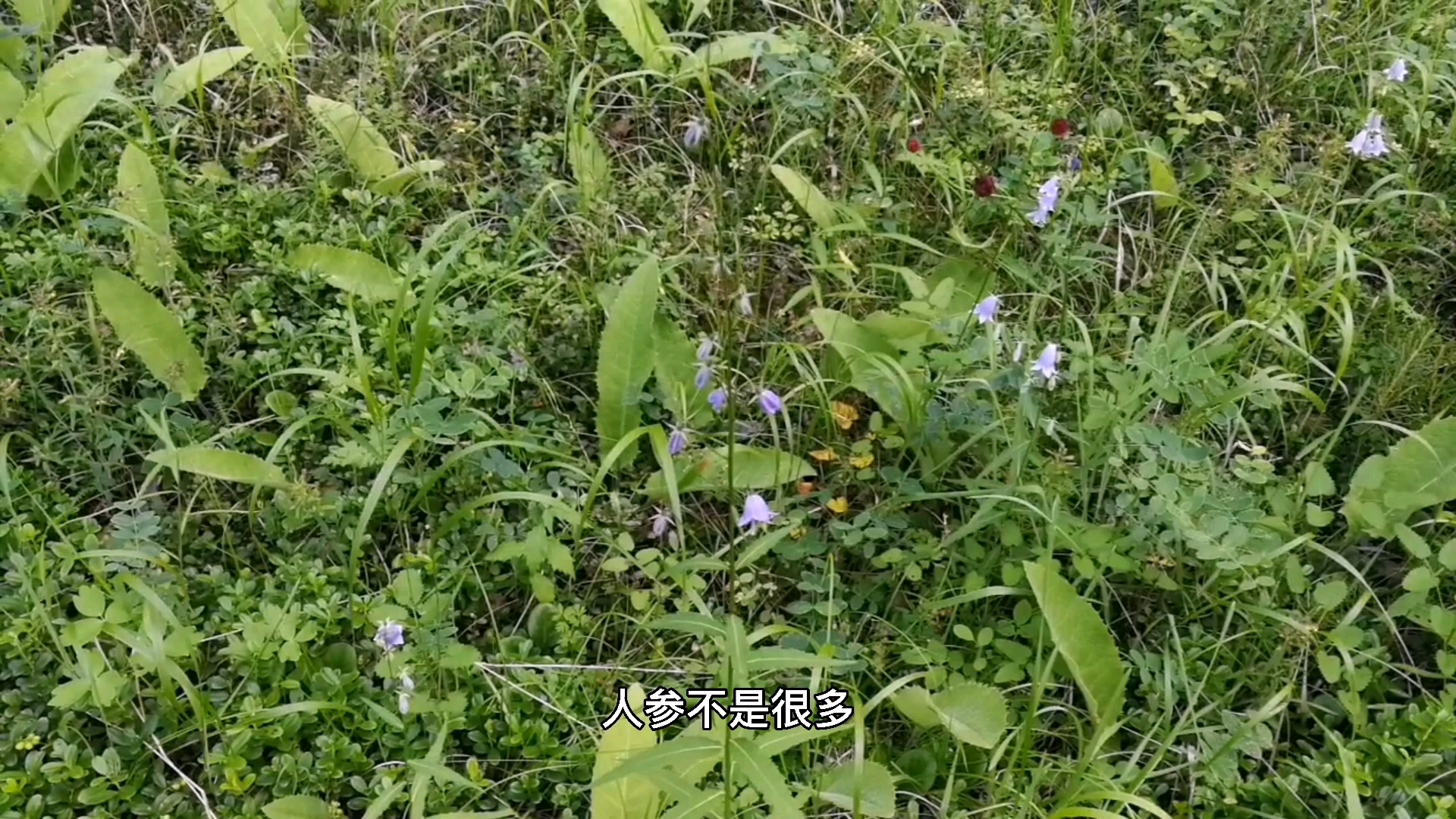 今天带大家挖野山参。