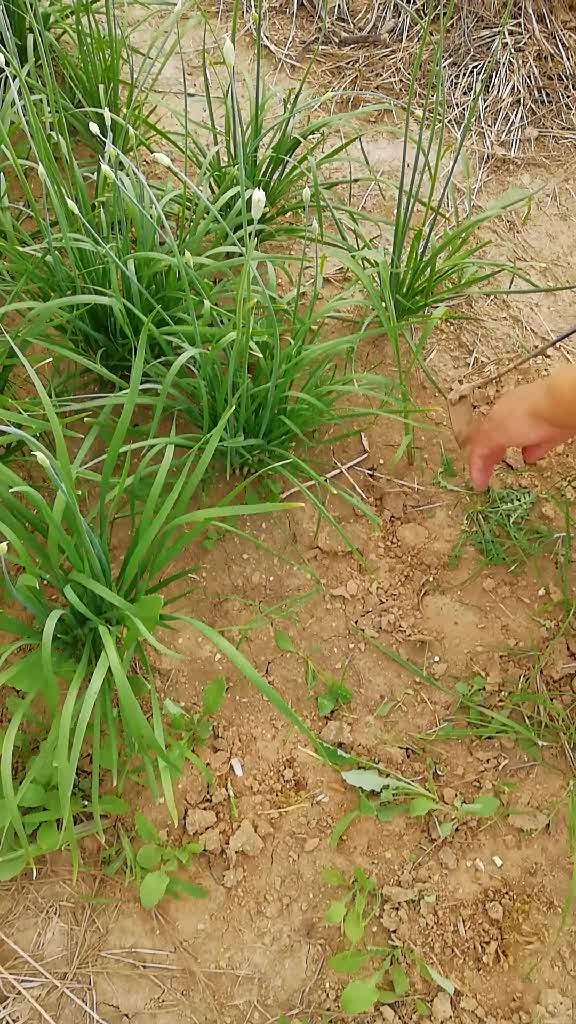 #种植技术分享# 韭菜为什么是一簇簇生长?@头条农友会 @头条三农