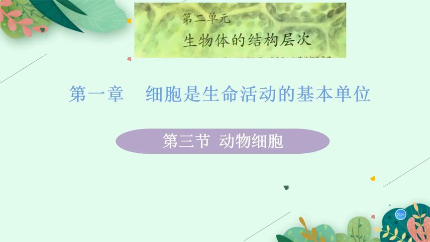 初中生物-七年级上册-第二单元-第一章-第三节 动物细胞