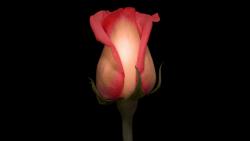 COA灰灰 西方星符磨法 所罗门星符课程(价格小贵 视频课程+PDF课件)