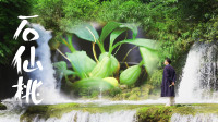 农村一种天然草药,能养阴润肺,更是头痛患者的“救星”!