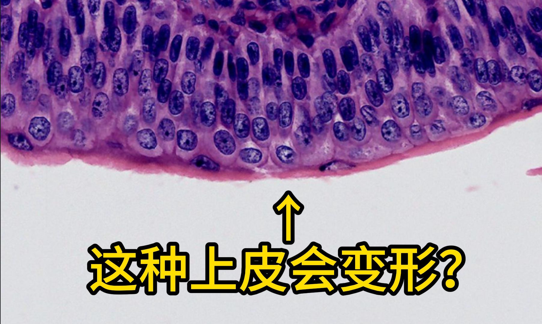 【切片】上皮组织