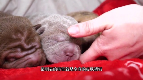 长的跟猪一样的狗是什么品种