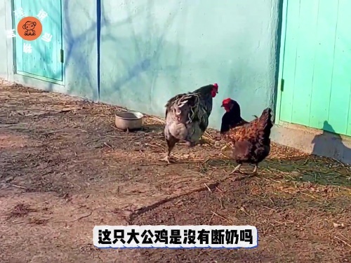 一只公鸡居然连最简单的动作都不会,却妄图模仿偷袭母鸡,真是令人...
