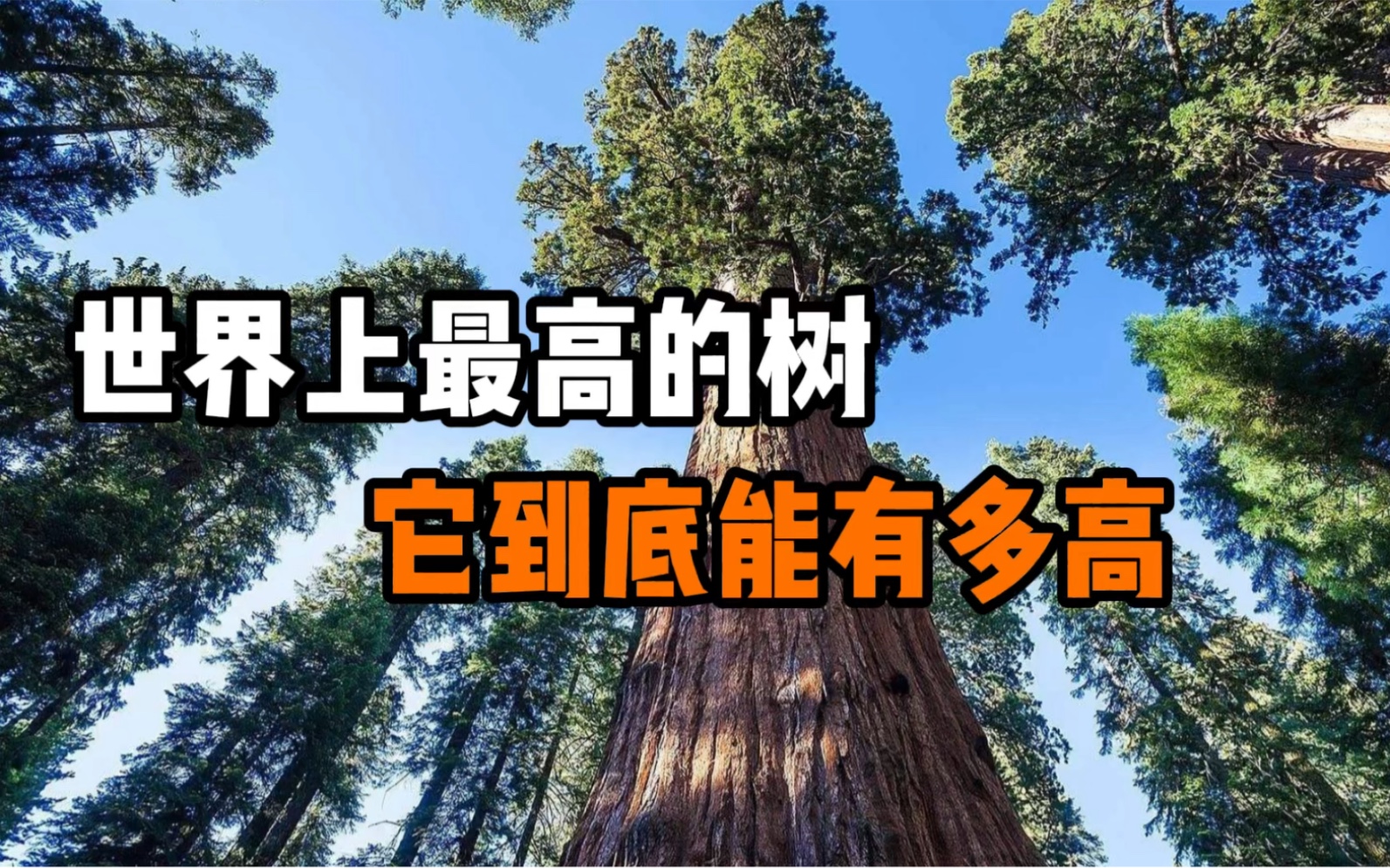 世界上最令人惊奇的三种树木,流血的树,世界上最高的树,它到底能有多...