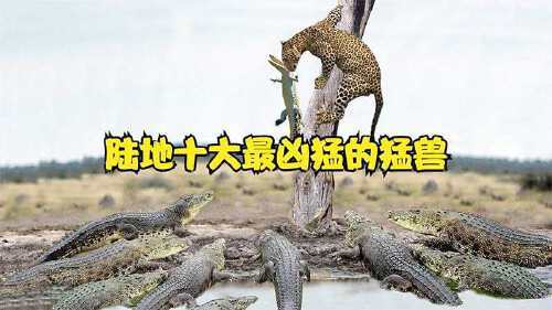 惊爆!全球10大嗜血猛兽终极排名,榜首竟能秒杀鳄鱼!