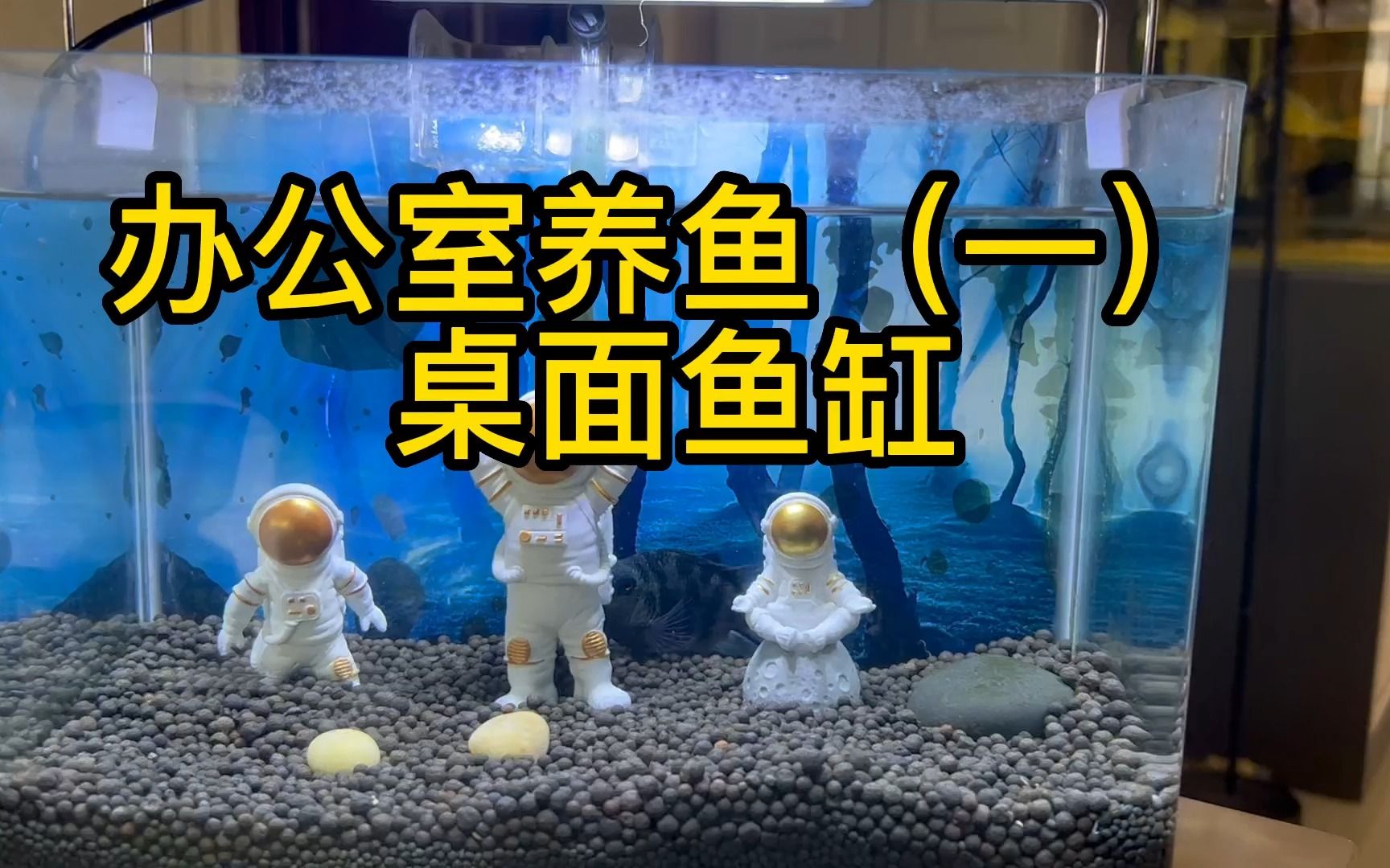 办公室养鱼(一) 桌面鱼缸
