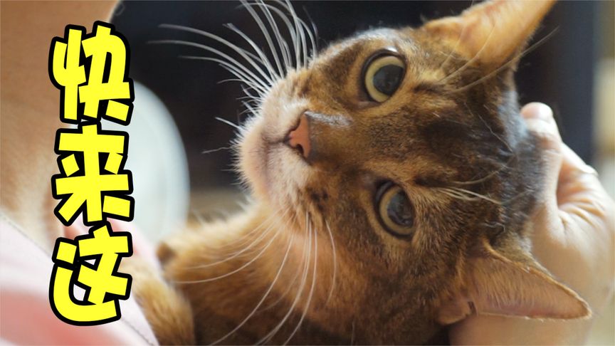 【狸花猫】有这么会撒娇的小猫咪 你几点回家?