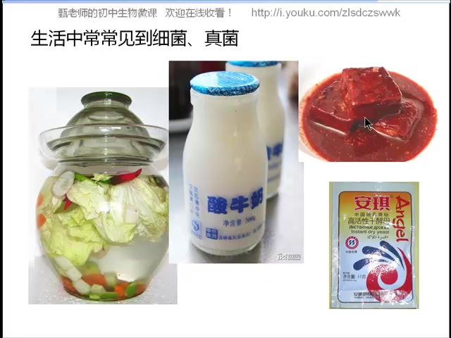 初中生物原创微课视频 八上25 细菌和真菌的分布(1)