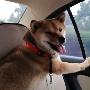 阿信FF 