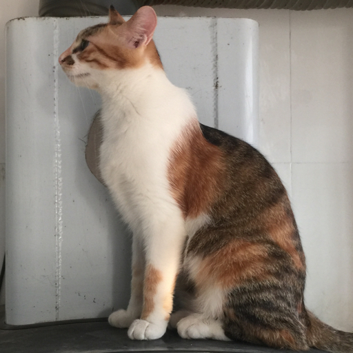 炸炸是只猫 