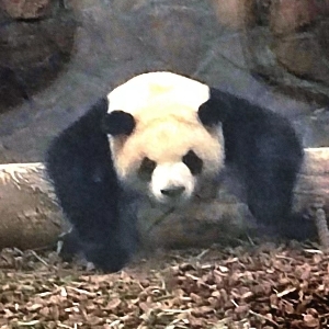 请叫我特图 