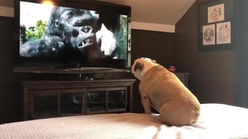 狗狗看动画片竟哽咽不止,一旁主人都哭笑不得,太可爱了