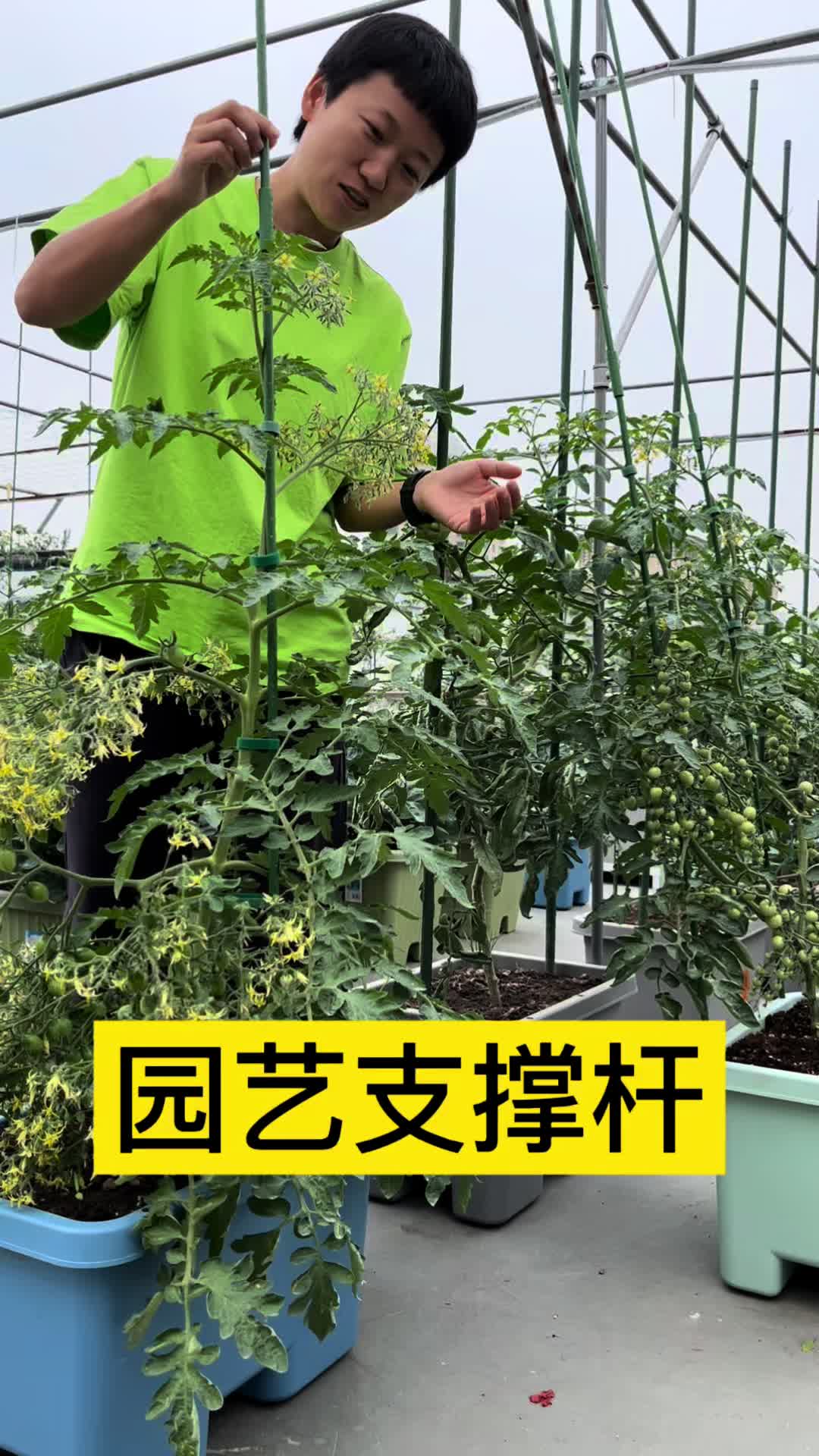 包塑钢管实际用起来怎么样? 如何给番茄,黄瓜,豆角搭架子?#包塑钢管 ...