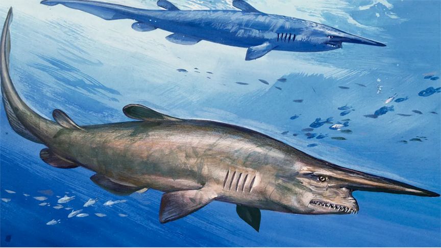 顶级杀手巨齿鲨和大白鲨的那些另类现存鲨鱼亲戚