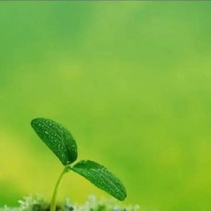 落雪三千页 