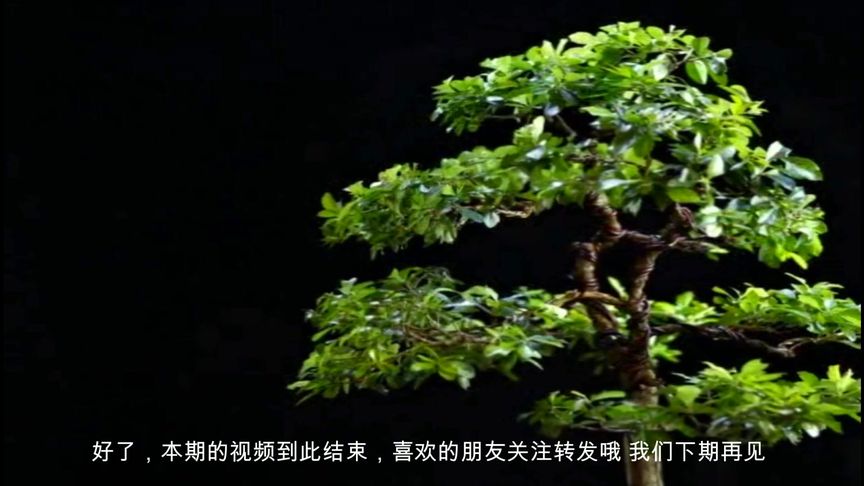 会说话的植物之谜 植物真的会说话吗?