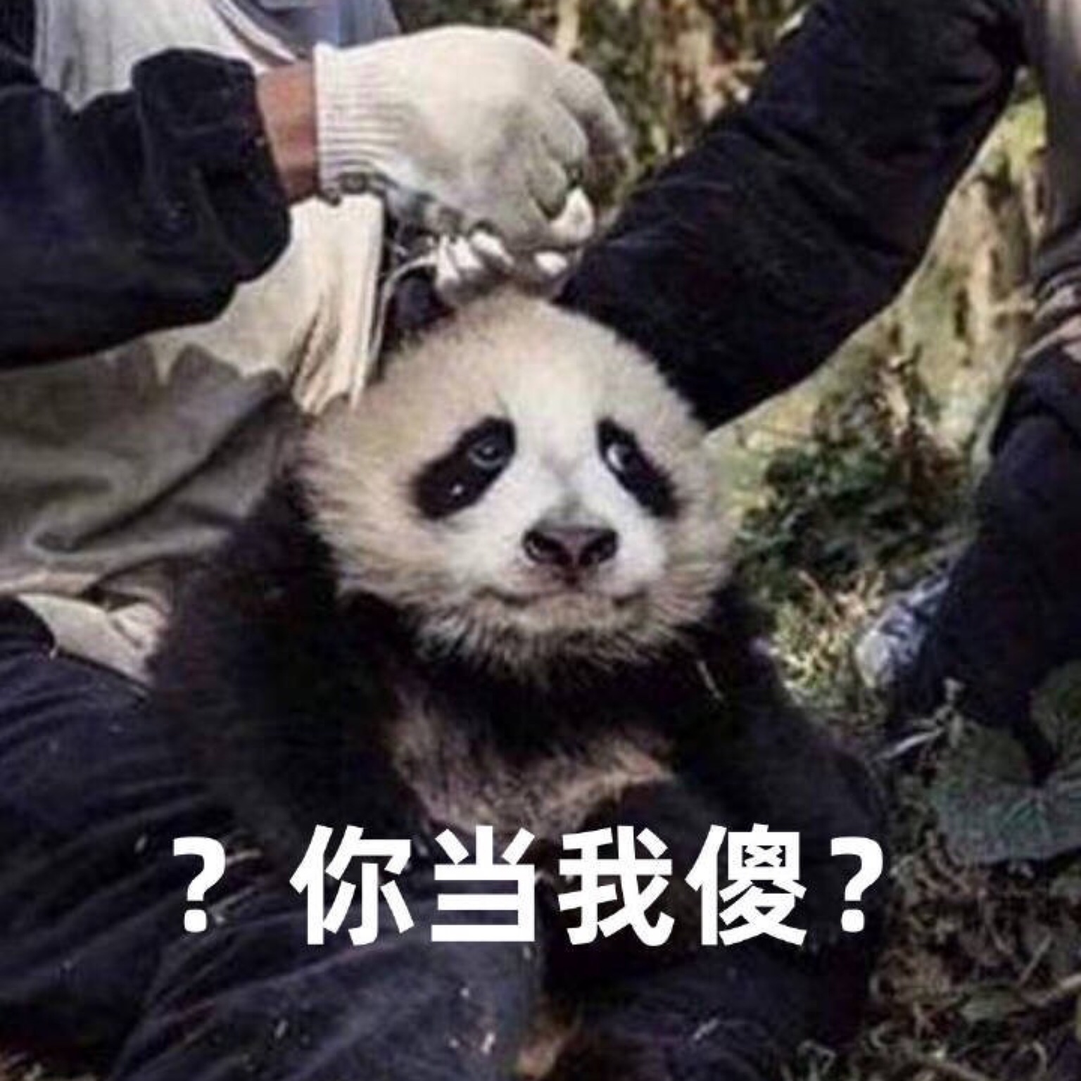 阿里知知与四十小龙虾 