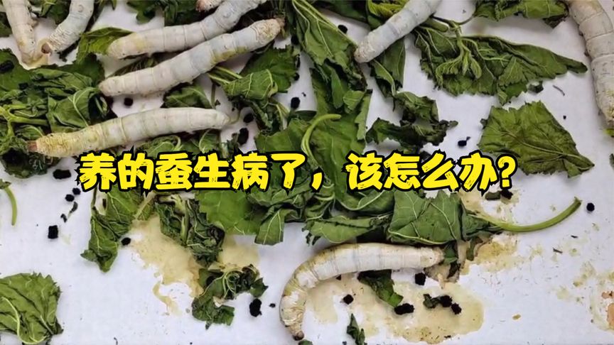 养的蚕生病了,该怎么办?