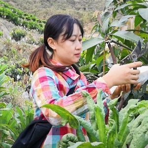 她是芒果妹 