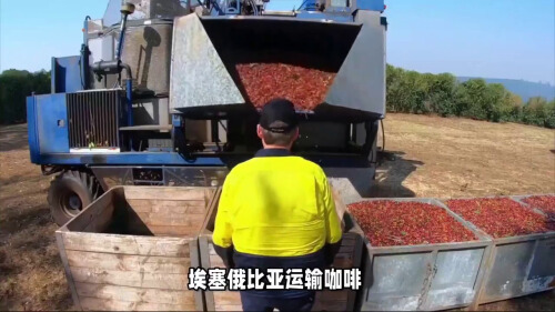 埃塞俄比亚运输咖啡,质检员检查严格,篷布不能有油渍