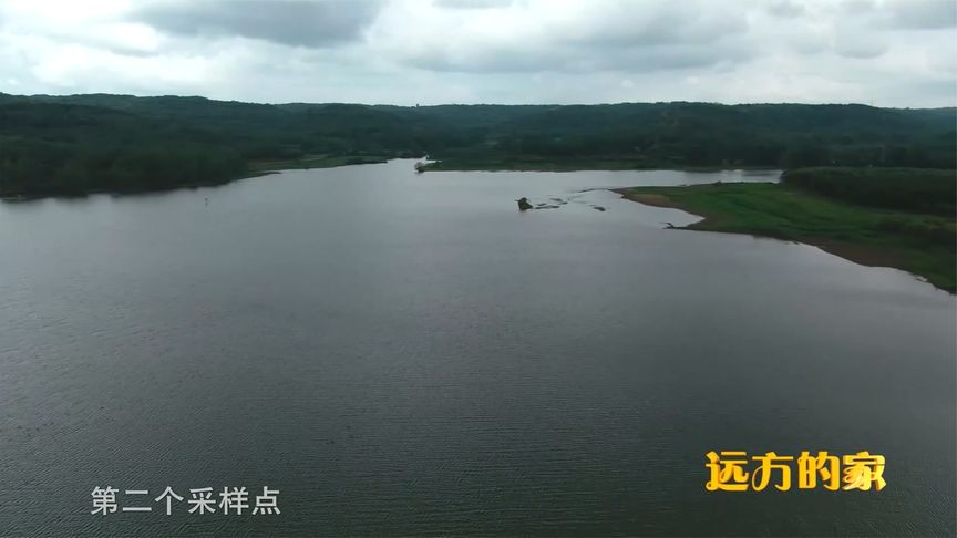 除了各种鱼类,天泉湖还有一种珍稀的两栖动物,它就是中华鳖!