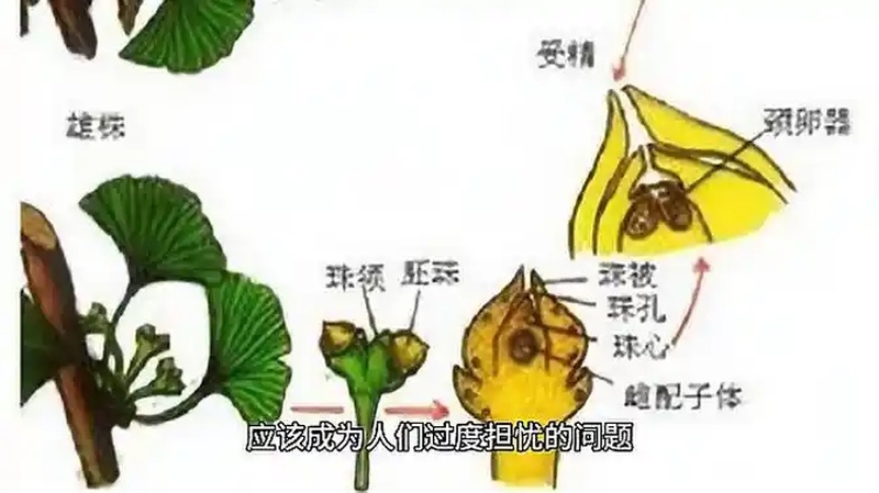 转基因大豆能发芽?关于转基因大豆的那些事