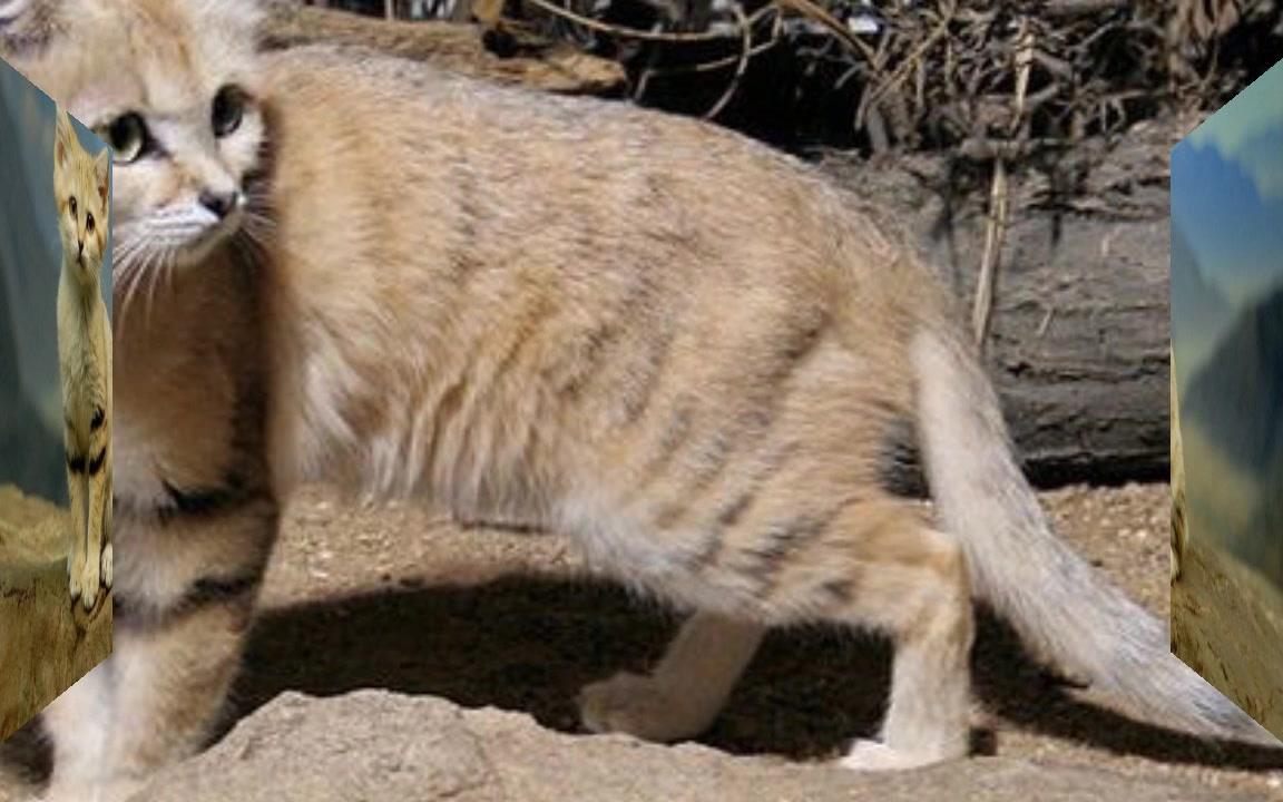 【科普】猫科动物图鉴及简介,带你快速认识所有猫科动物(3/4)