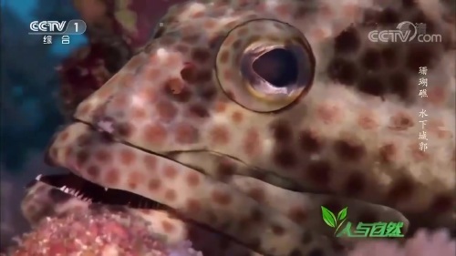 开眼界!潜入神奇海底世界,珊瑚礁里藏着的奇异动物,你认识几种