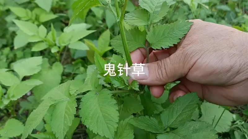 鬼针草你认识了吗?你吃过鬼针草吗?你敢吃鬼针草吗?