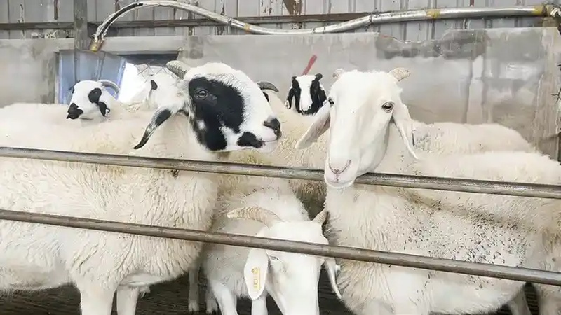 冬季羊出现咳嗽 肺炎 发烧快速治疗方法