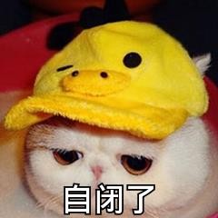 看图菌KT 